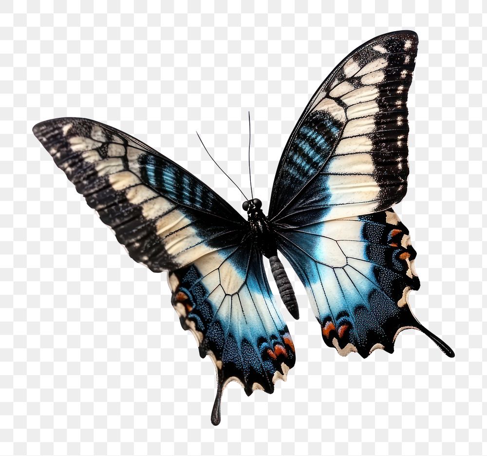 Butterfly Flying Images | Free Photos, PNG Stickers, Wallpapers ...