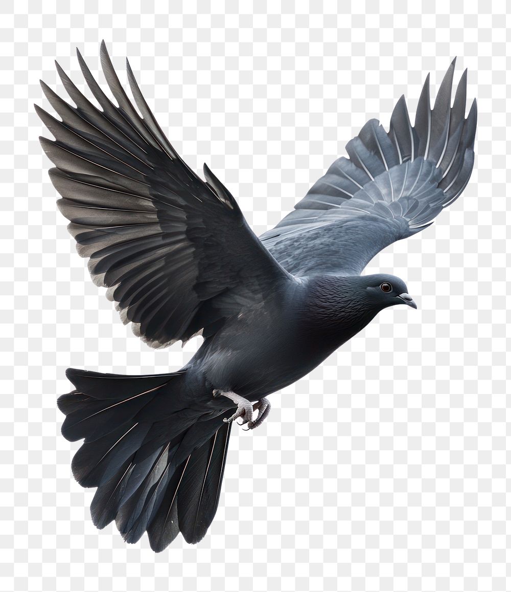 PNG Black dove bird photography | Free PNG - rawpixel