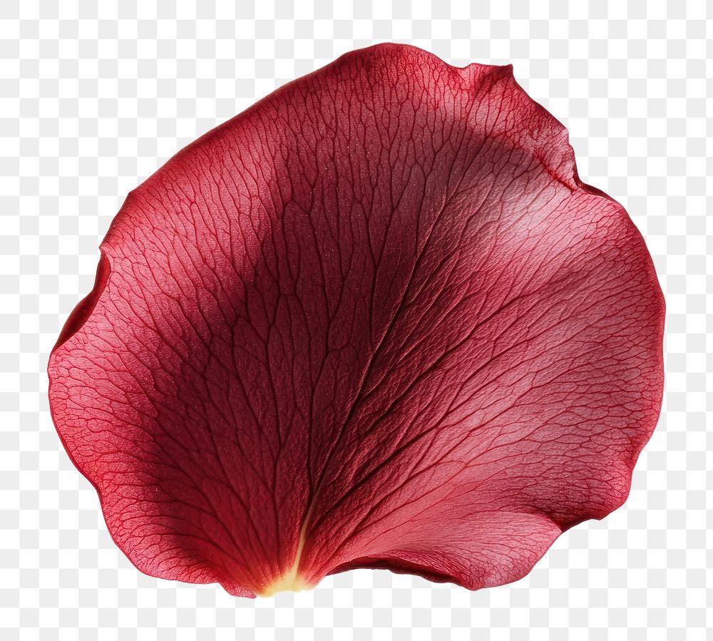 PNG rose petal botanical isolated | Free PNG - rawpixel
