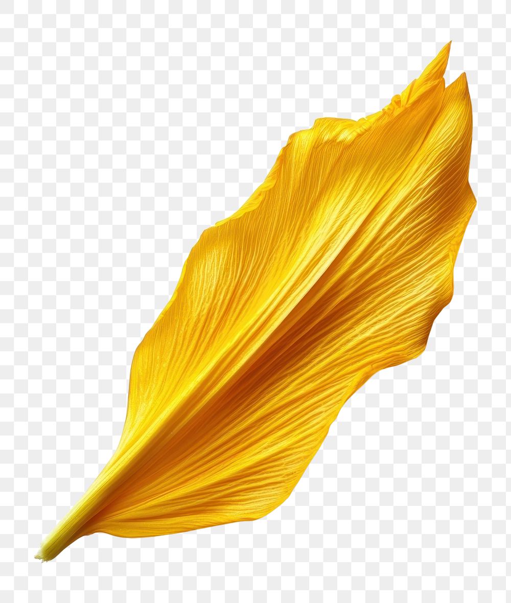 PNG single Goldenrod petal botanical | Free PNG - rawpixel