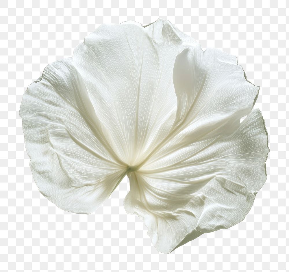 PNG single Moonflower petal photography | Free PNG - rawpixel