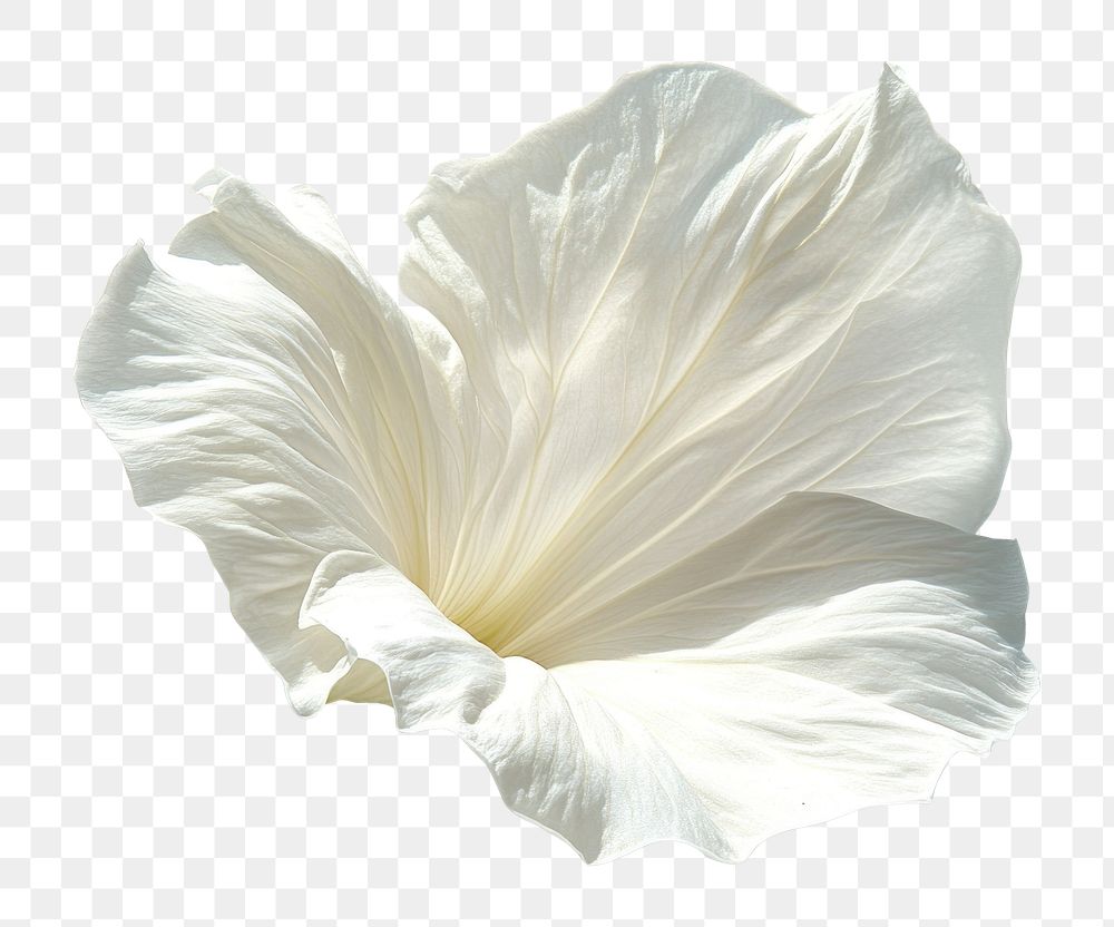 PNG single Moonflower petal photography | Free PNG - rawpixel