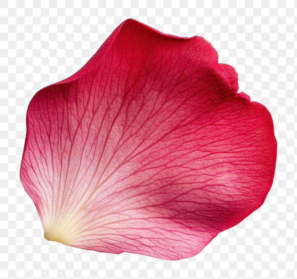 PNG single Snapdragon petal botanical | Free PNG - rawpixel