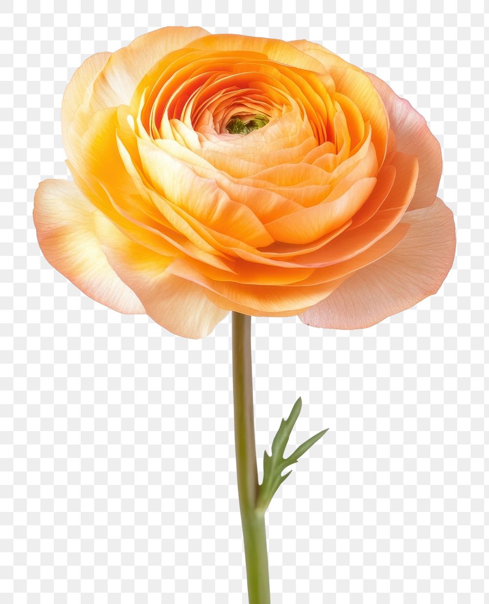 PNG single Ranunculus petal petals | Free PNG - rawpixel