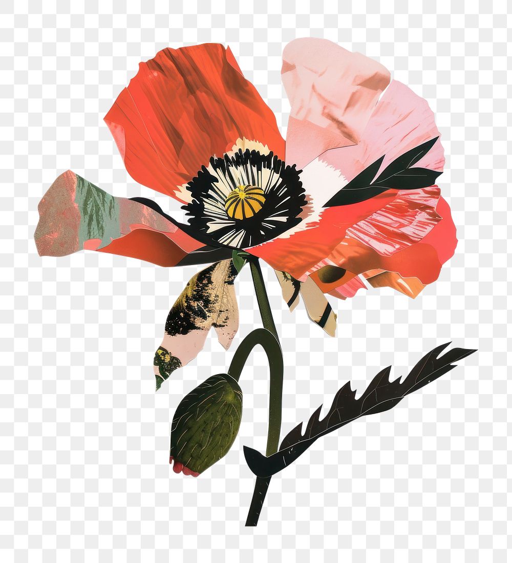 PNG Opium poppy shape flower | Free PNG - rawpixel