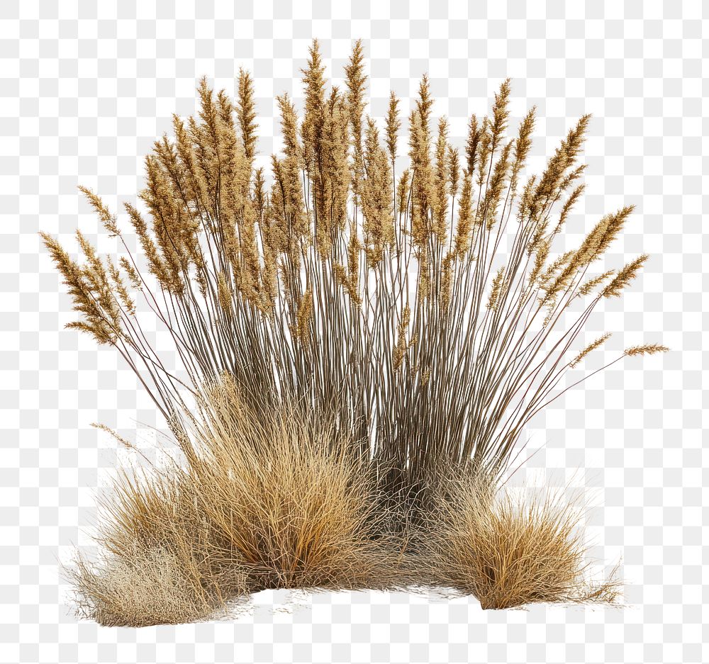 PNG Tall desert grass bushes | Free PNG - rawpixel