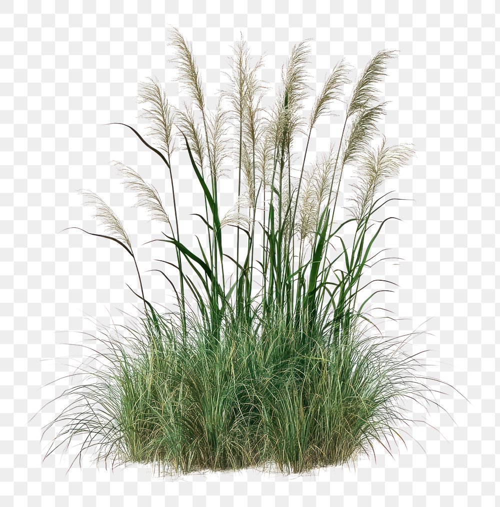 PNG Tall swamp grass bushes | Free PNG - rawpixel