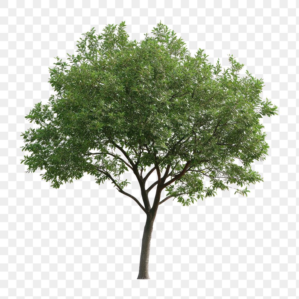 PNG Real dark green tree | Free PNG - rawpixel