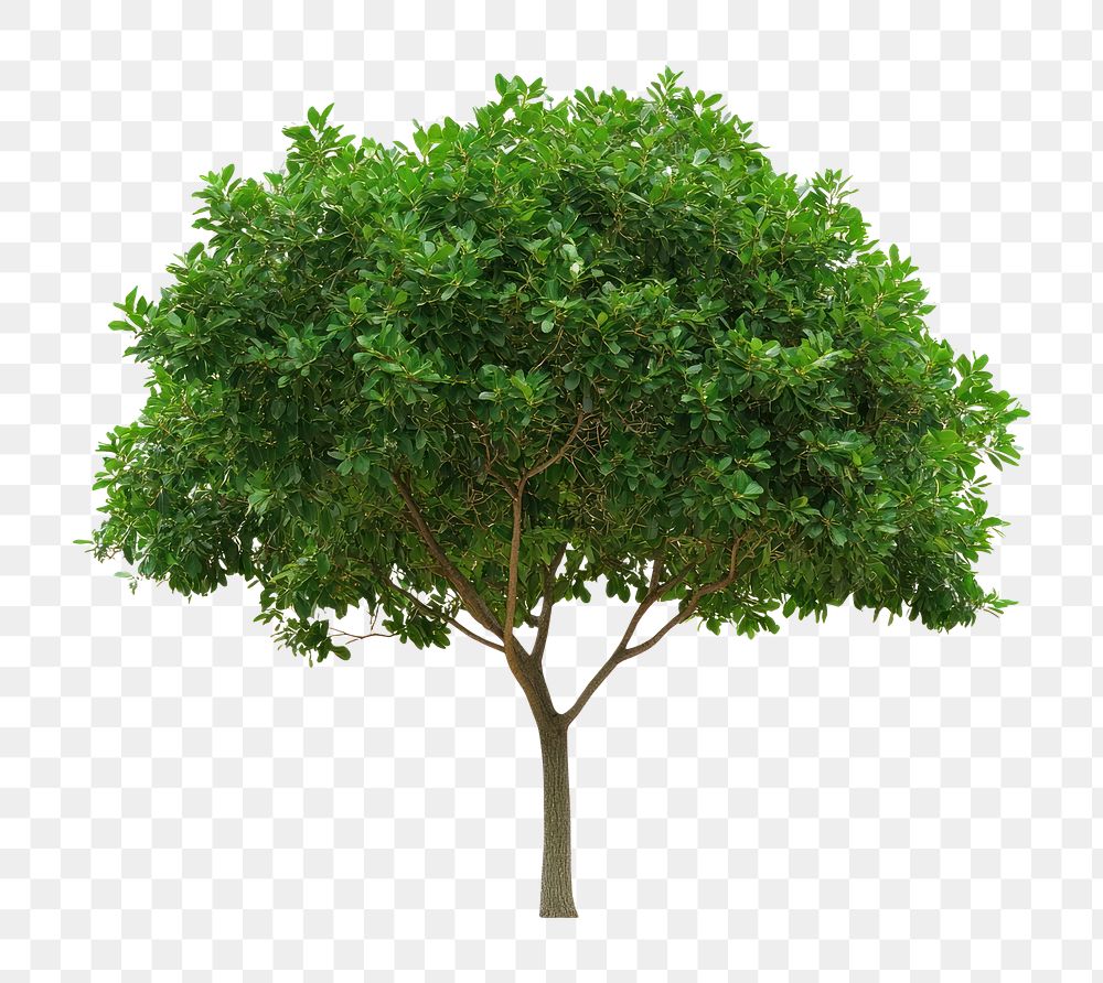 PNG Real dark green tree | Free PNG - rawpixel