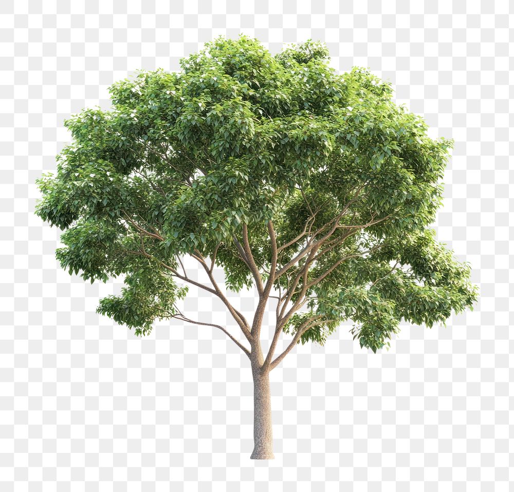 PNG Real light green tree | Free PNG - rawpixel