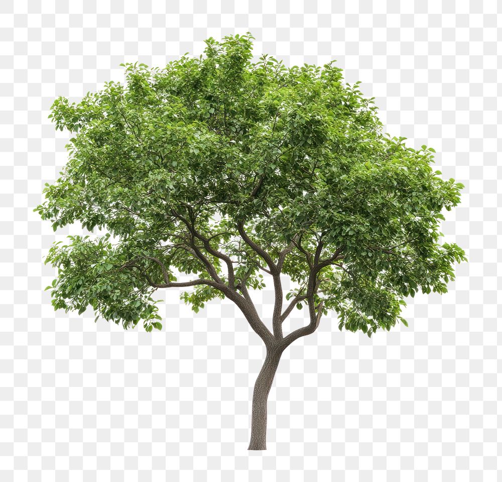 PNG Real light green tree | Free PNG - rawpixel