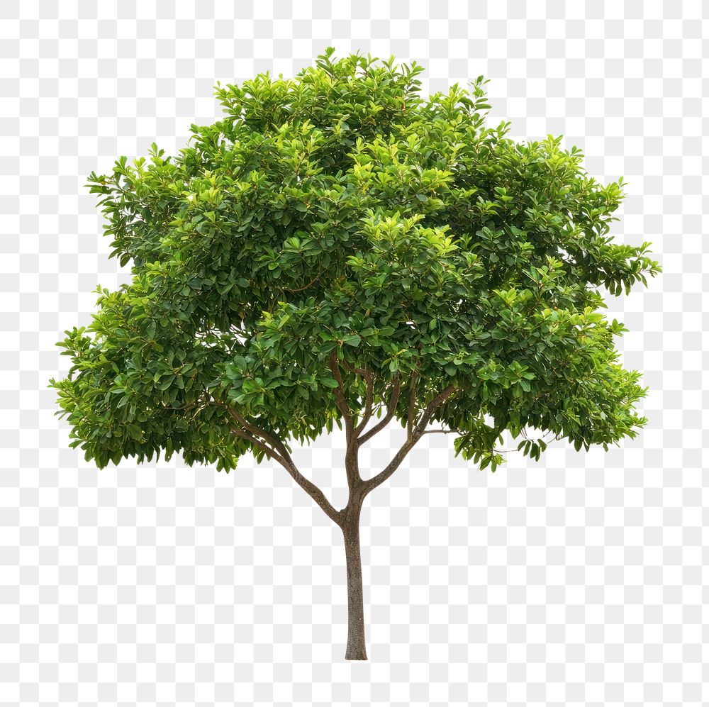 PNG Real lime green tree | Free PNG - rawpixel