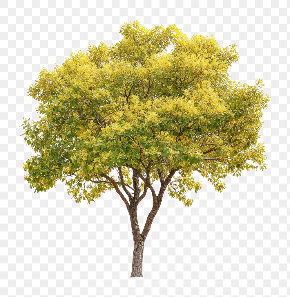PNG Real yellow green tree | Free PNG - rawpixel