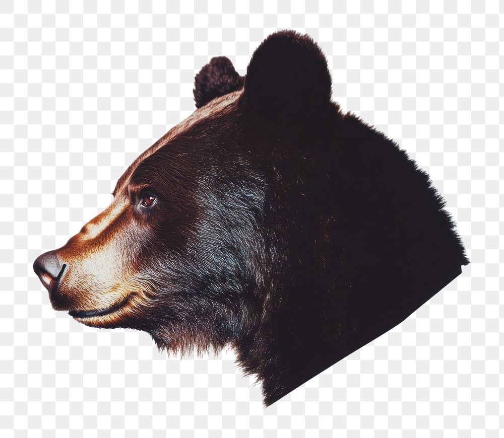 PNG Bear head photography wildlife | Free PNG - rawpixel