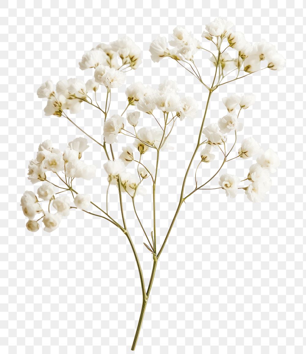 Gypsophila Images | Free Photos, PNG Stickers, Wallpapers & Backgrounds ...