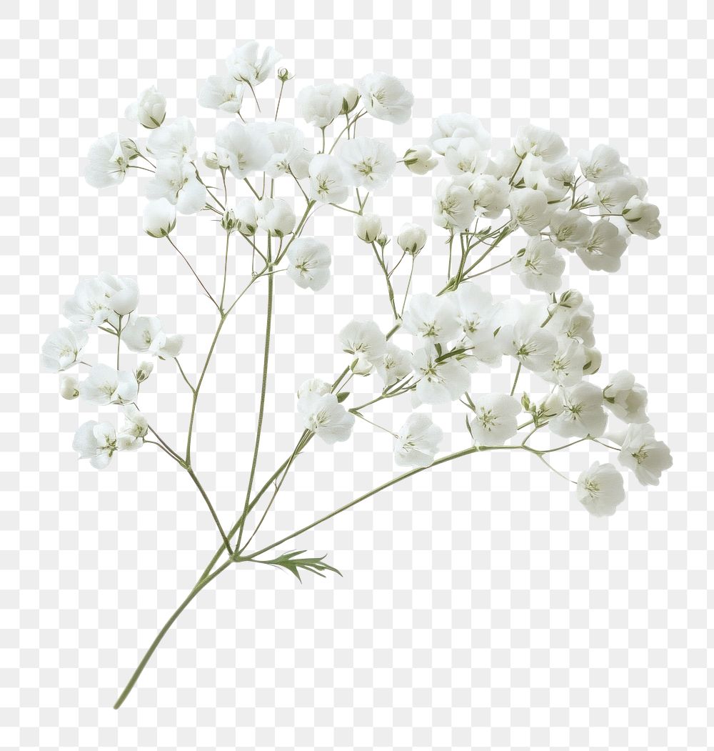 Minimal Shadow PNG Images | Free Photos, PNG Stickers, Wallpapers ...