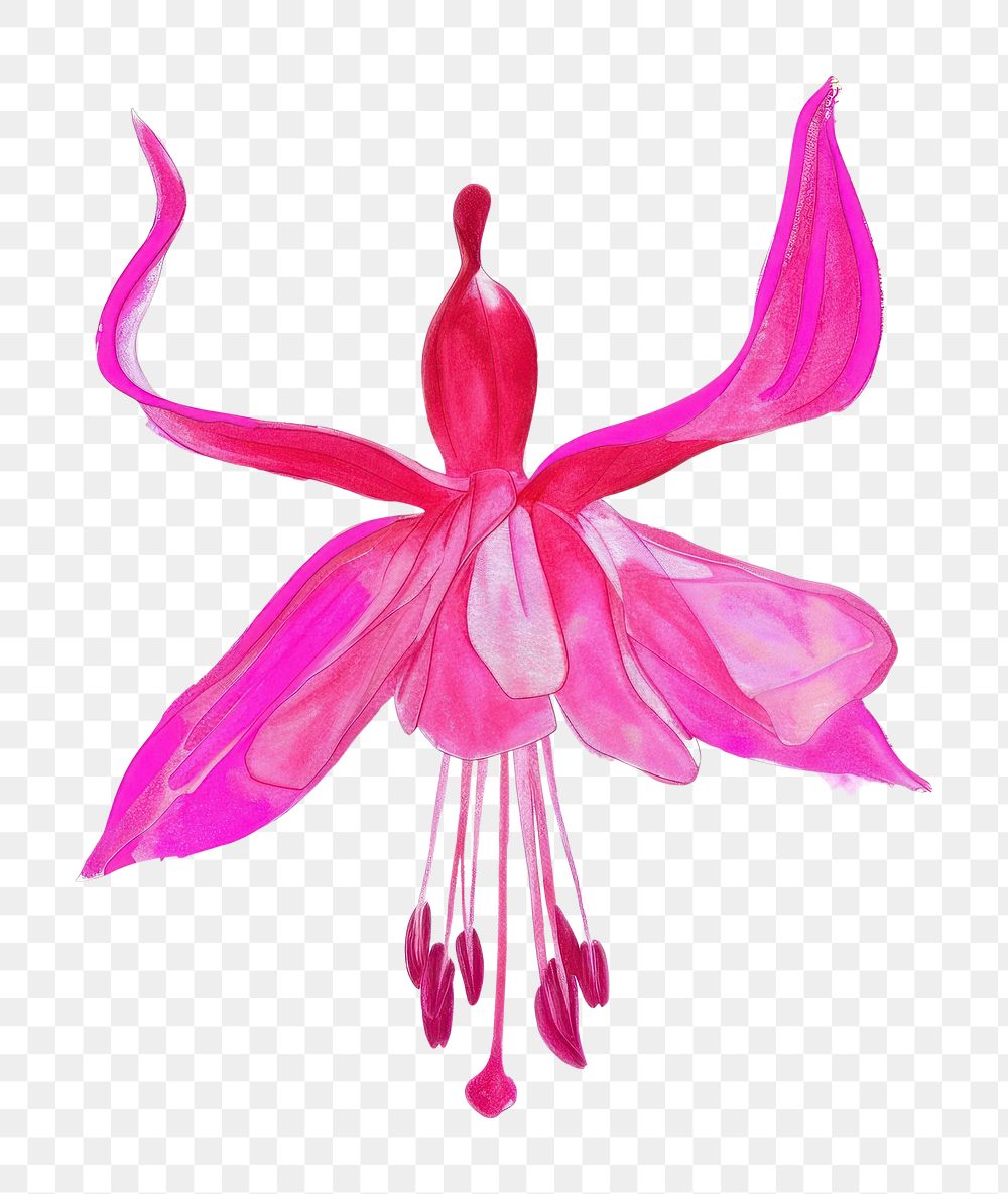 PNG Oil pastel Fuchsias flower | Free PNG - rawpixel