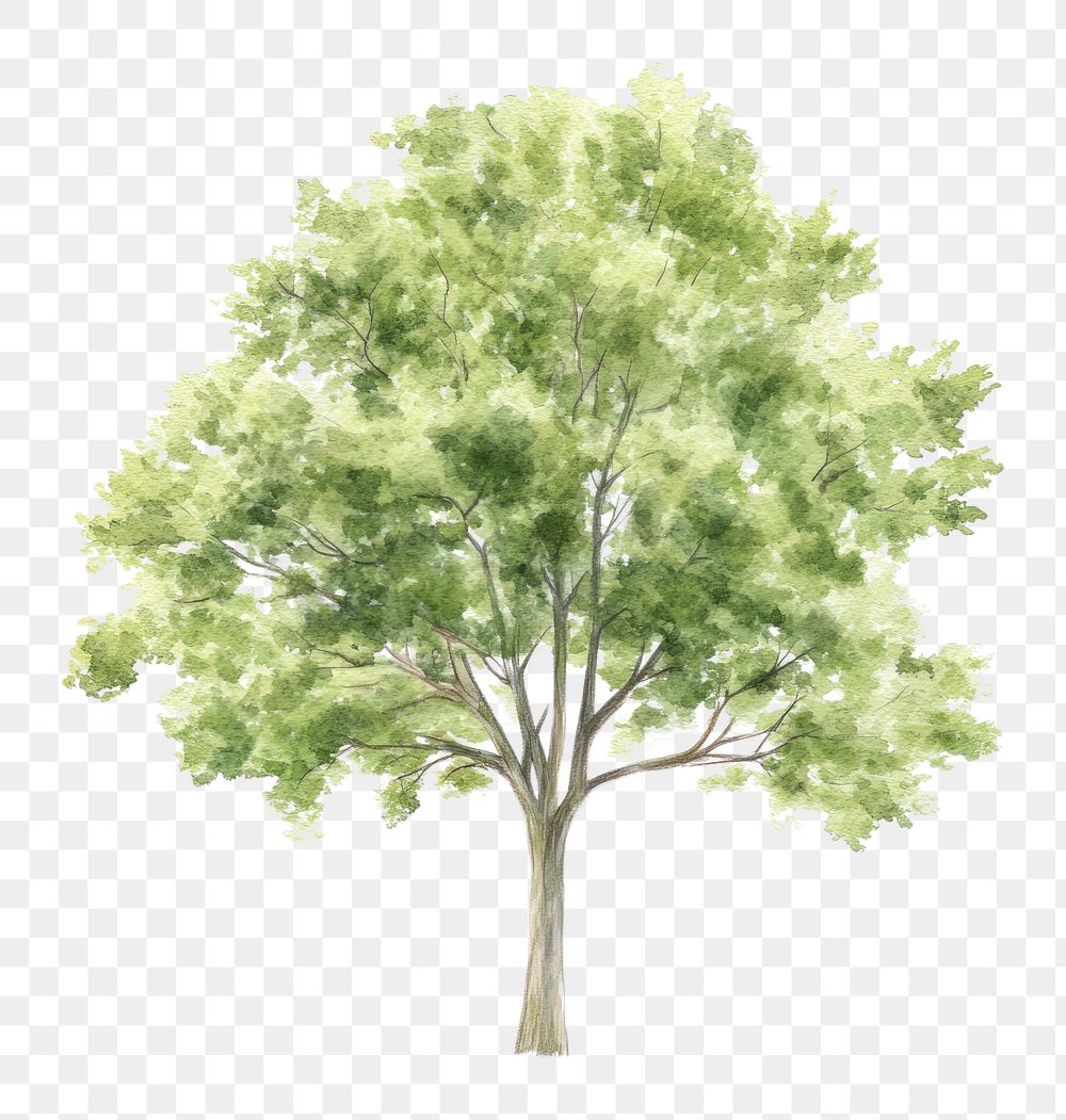 PNG Green tree illustration watercolor | Free PNG - rawpixel