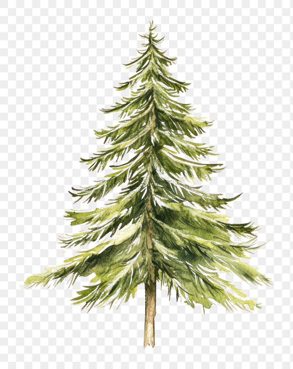 PNG Spruce tree illustration watercolor | Free PNG - rawpixel