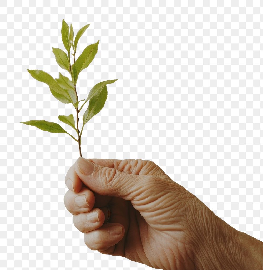 PNG Young plant hand environment | Free PNG - rawpixel