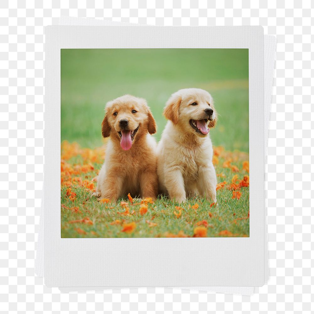 Cute Photo Frame PNG Images | Free Photos, PNG Stickers, Wallpapers ...