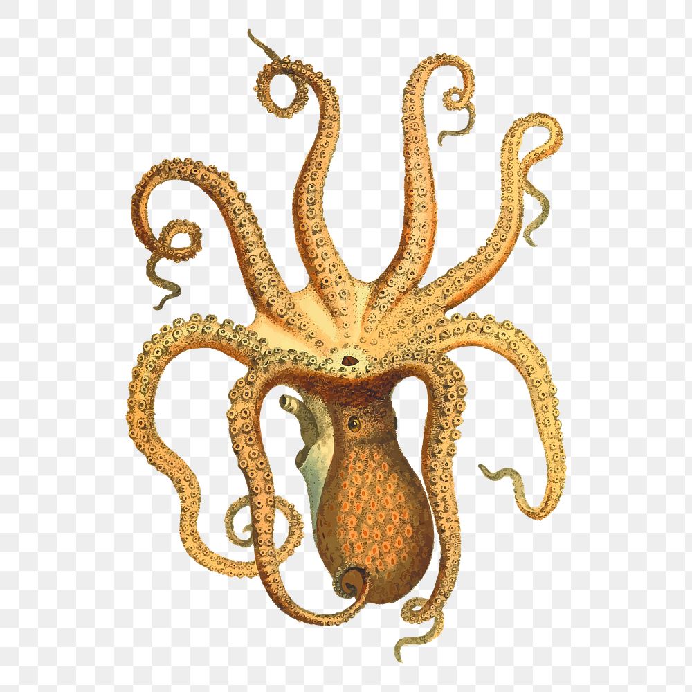 Octopus png sticker sea animal | Free PNG - rawpixel