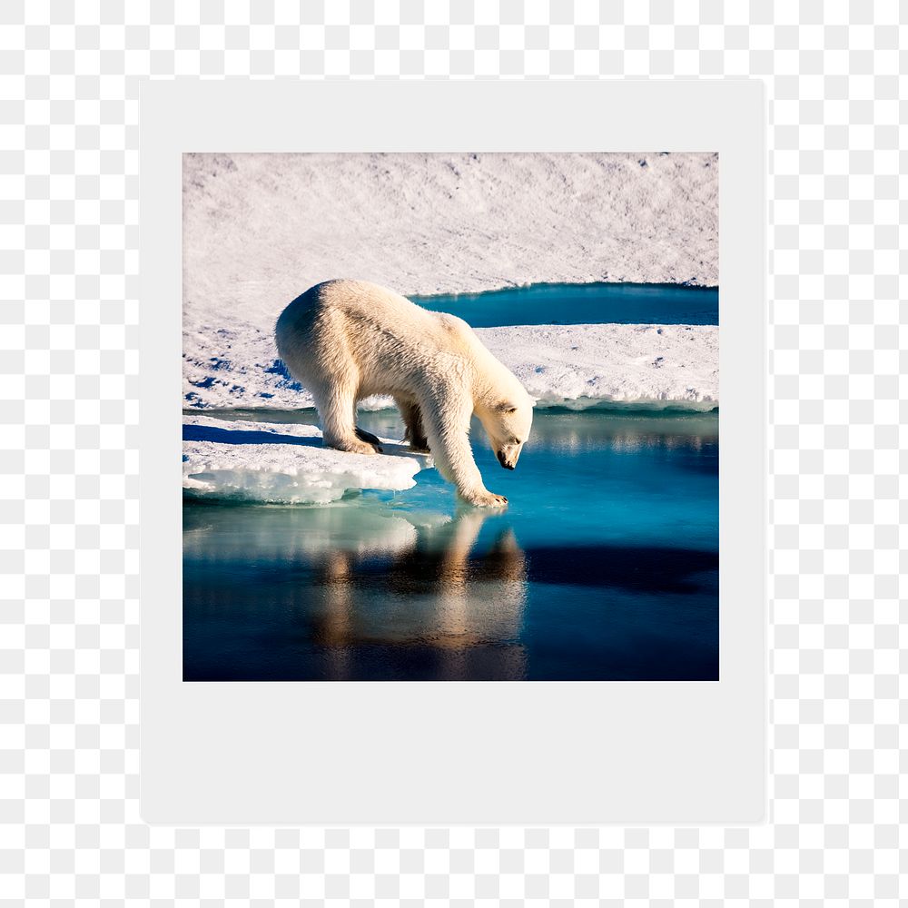 Polar bear png in snow | Free PNG - rawpixel