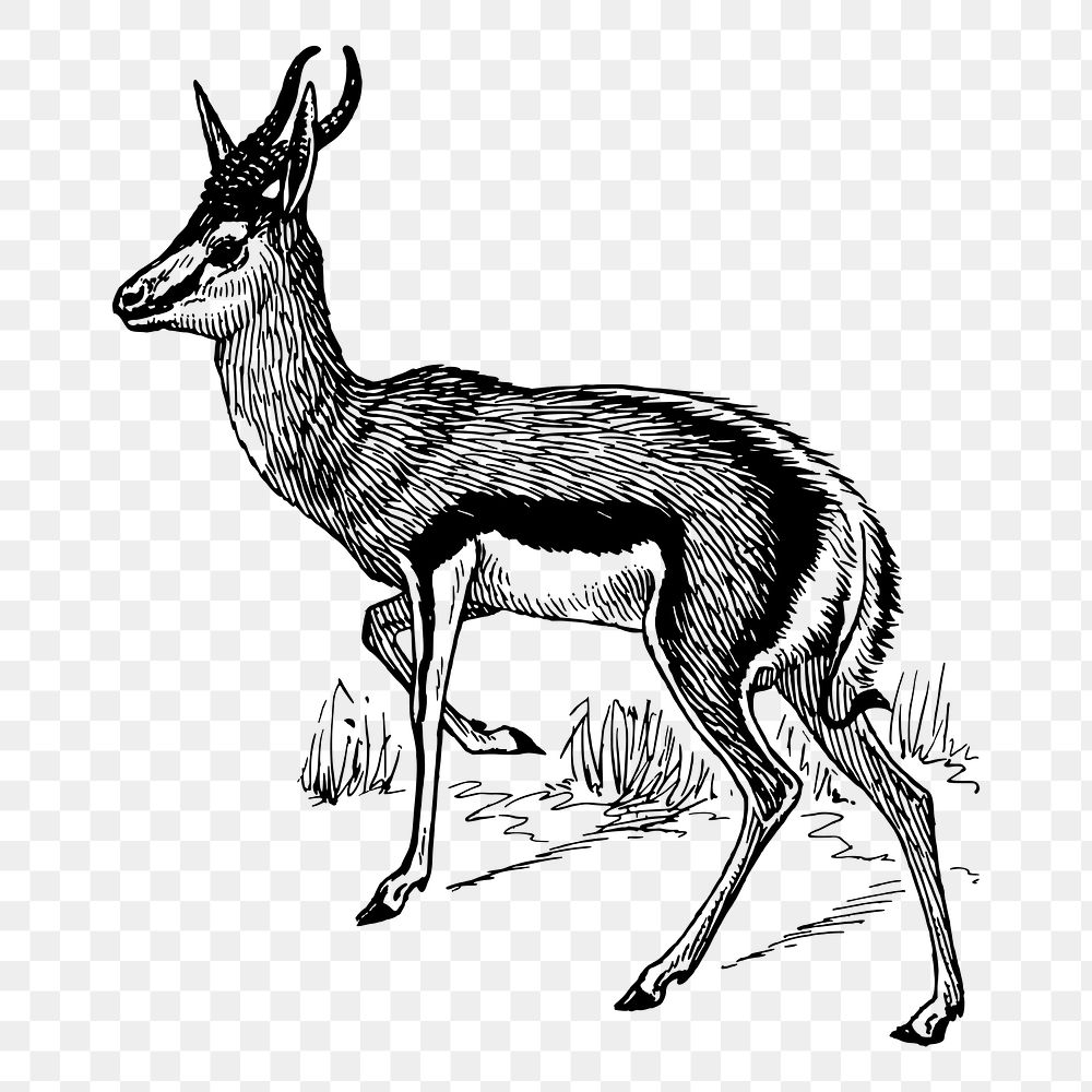 Springbok png sticker illustration, transparent | Free PNG - rawpixel