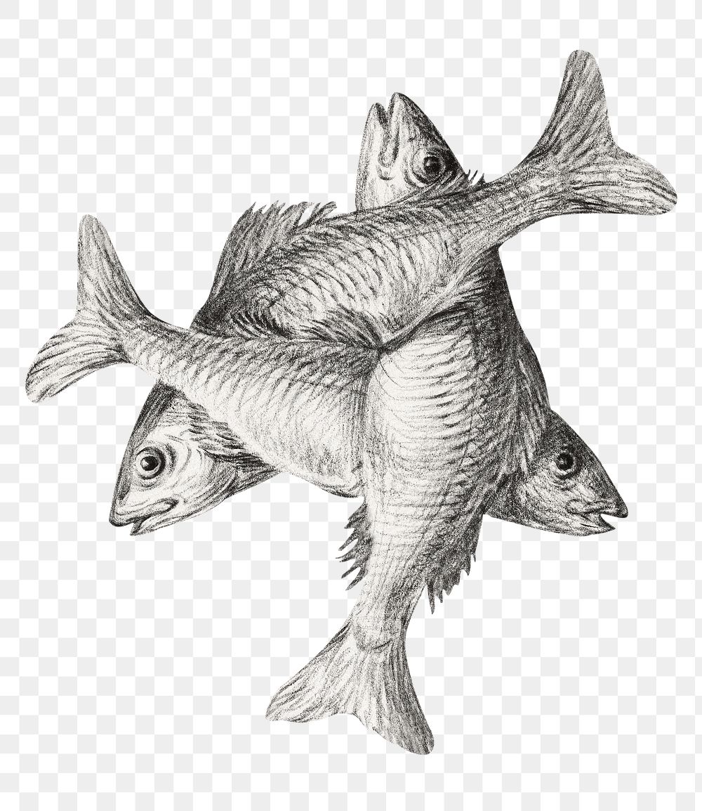 Three fishes png sticker, Jean | Premium PNG - rawpixel