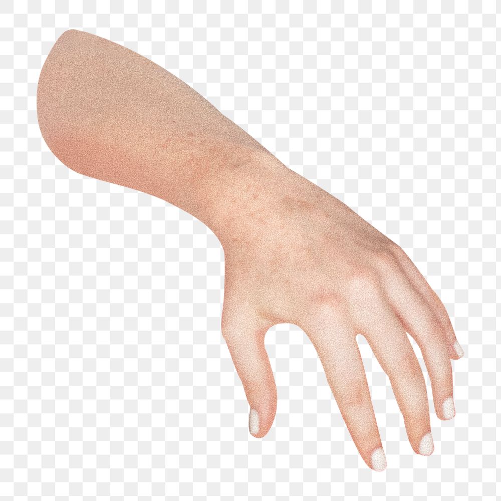 Woman's hand png sticker, transparent | Premium PNG - rawpixel