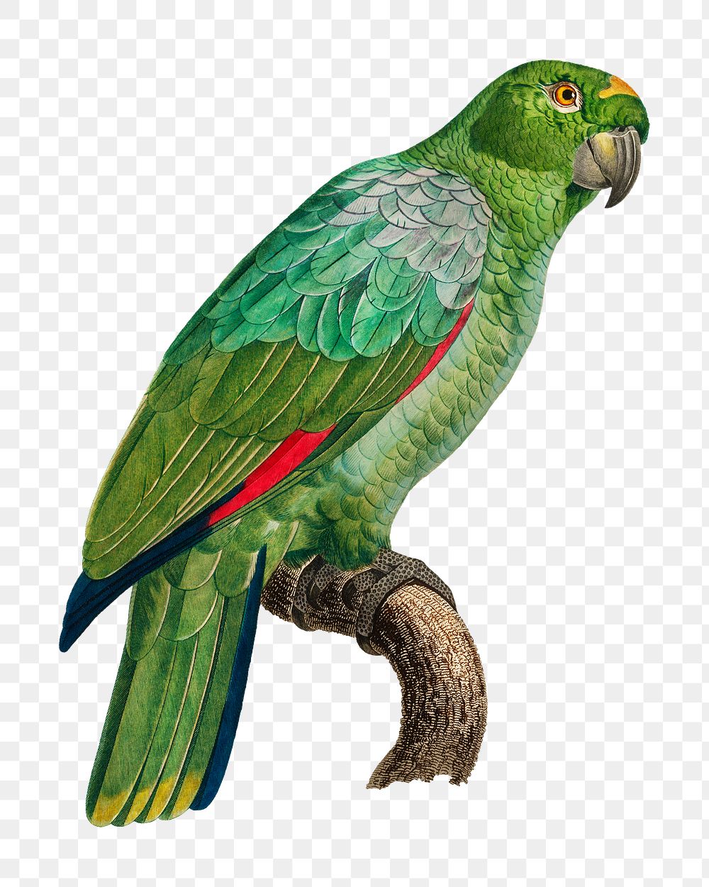 Southern Mealy Amazon parrot png | Premium PNG - rawpixel