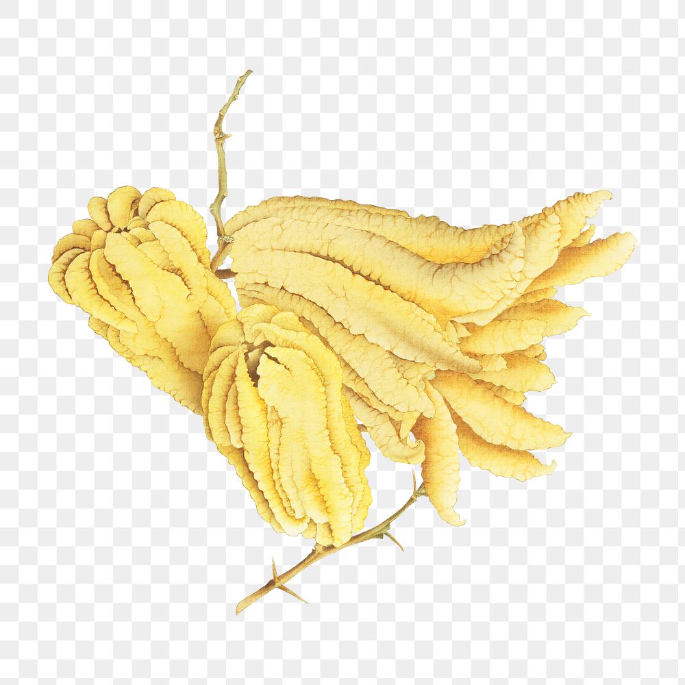 Transparent Cursive H Images | Free Photos, PNG Stickers, Wallpapers ...