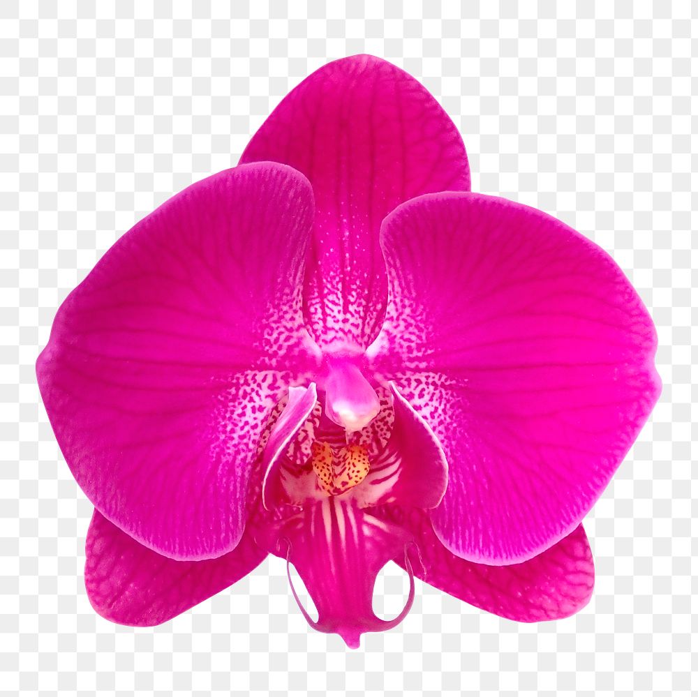 Pink orchid png flower, transparent | Free PNG - rawpixel