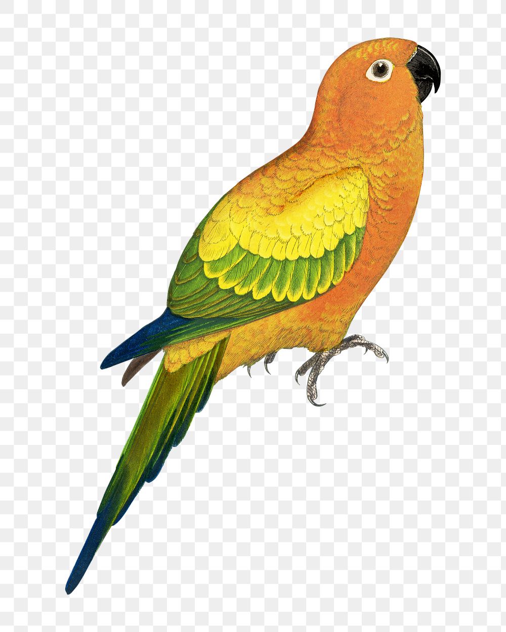 Vintage bird png sun parakeet, | Premium PNG Illustration - rawpixel