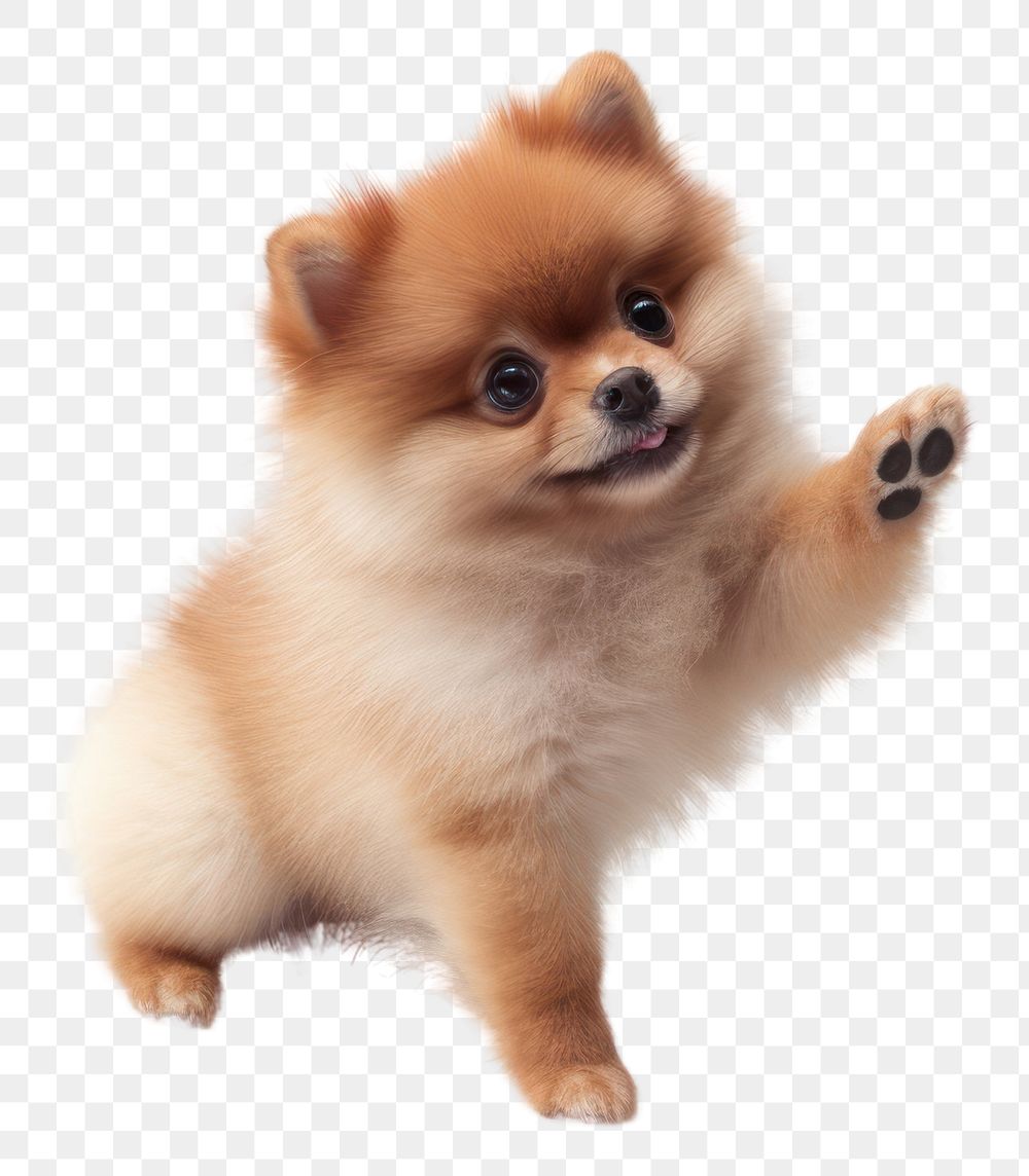 PNG Pet pomeranian mammal animal. | Free PNG - rawpixel