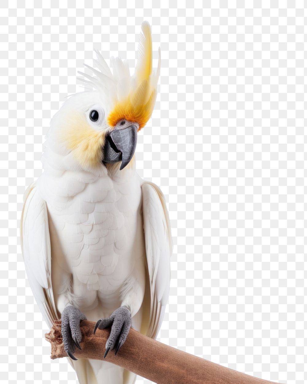 PNG Cockatoo parrot bird animal. | Premium PNG - rawpixel
