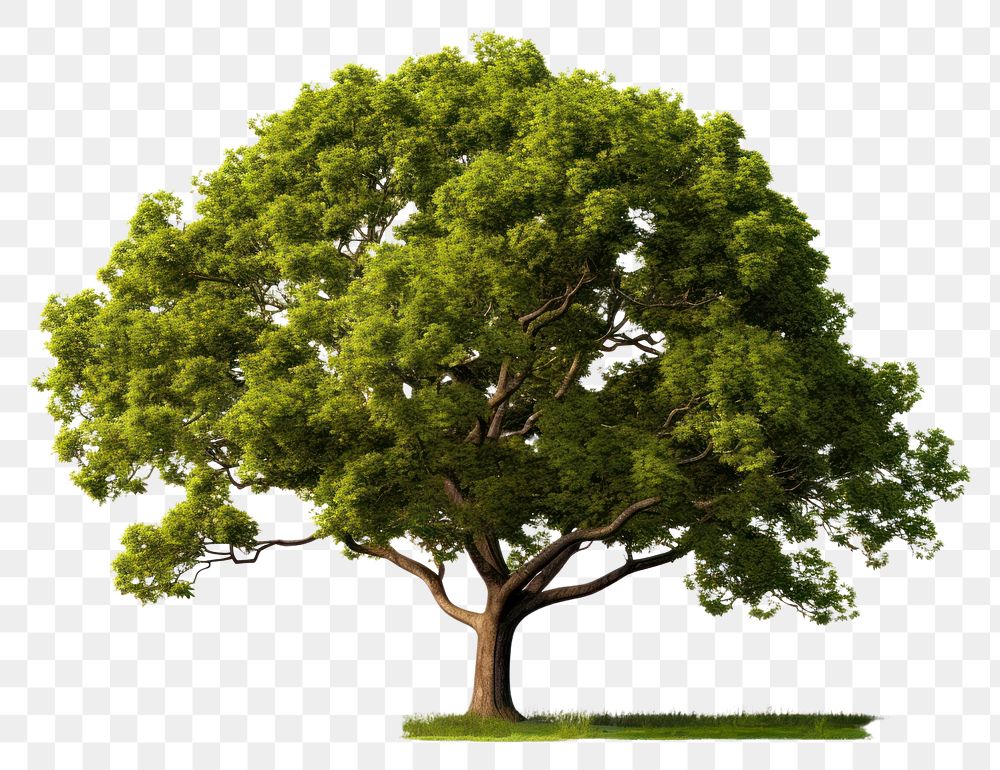 PNG Tree plant white background | Free PNG - rawpixel