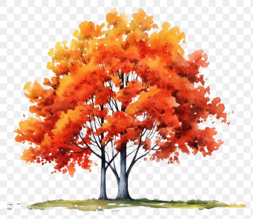 PNG Plant maple tree tranquility. | Free PNG - rawpixel