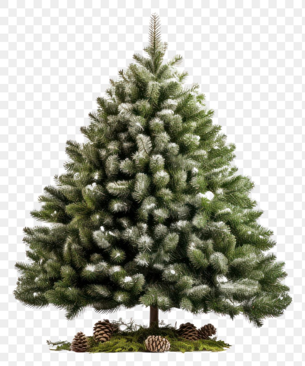 PNG Christmas plant tree pine. | Premium PNG - rawpixel