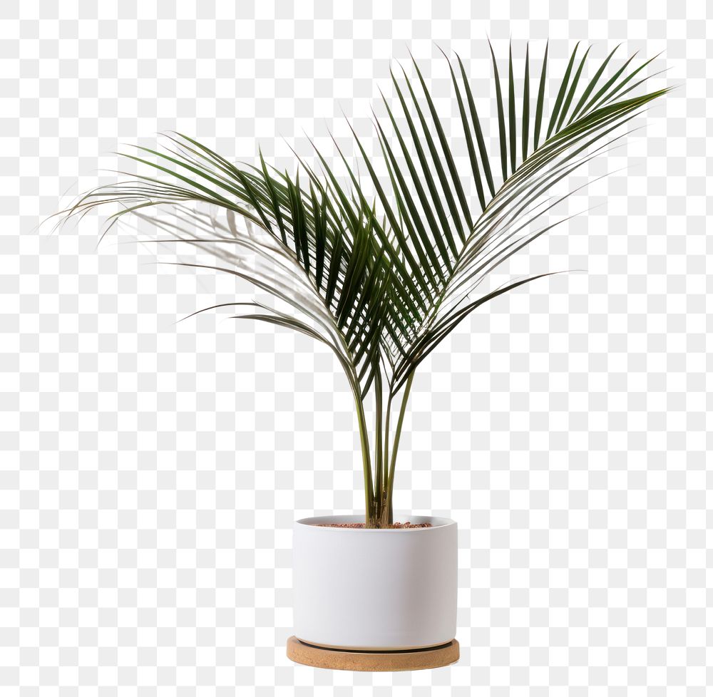PNG Plant leaf tree vase | Premium PNG - rawpixel