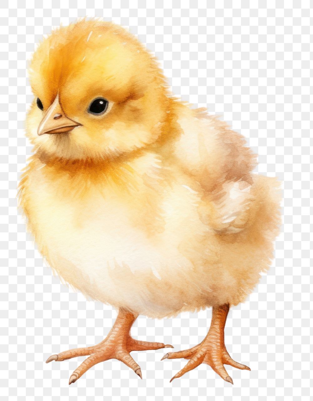 PNG Poultry chicken animal bird. | Free PNG - rawpixel