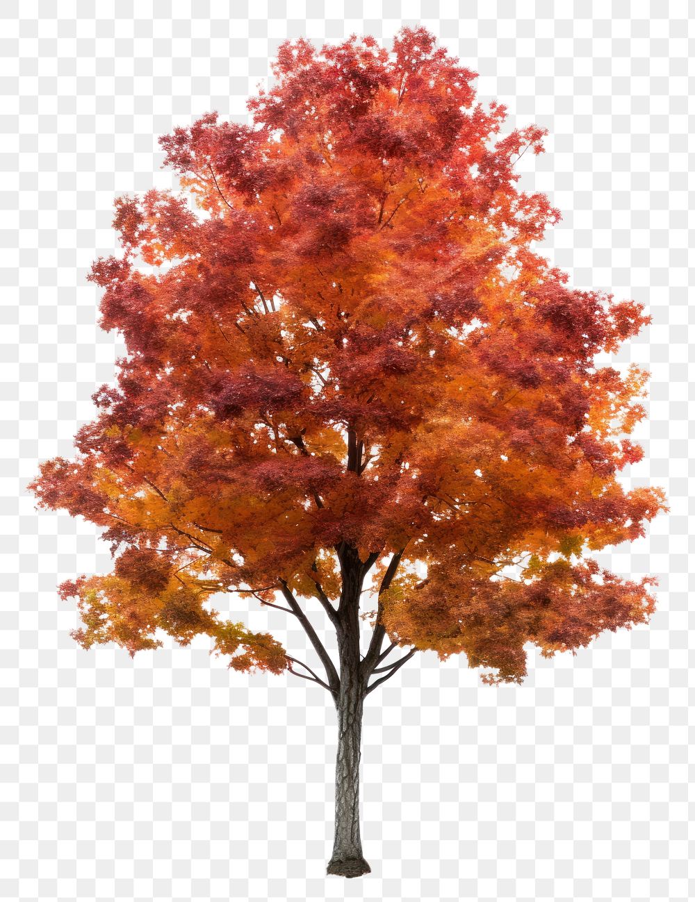 PNG Tree autumn plant maple. | Premium PNG - rawpixel