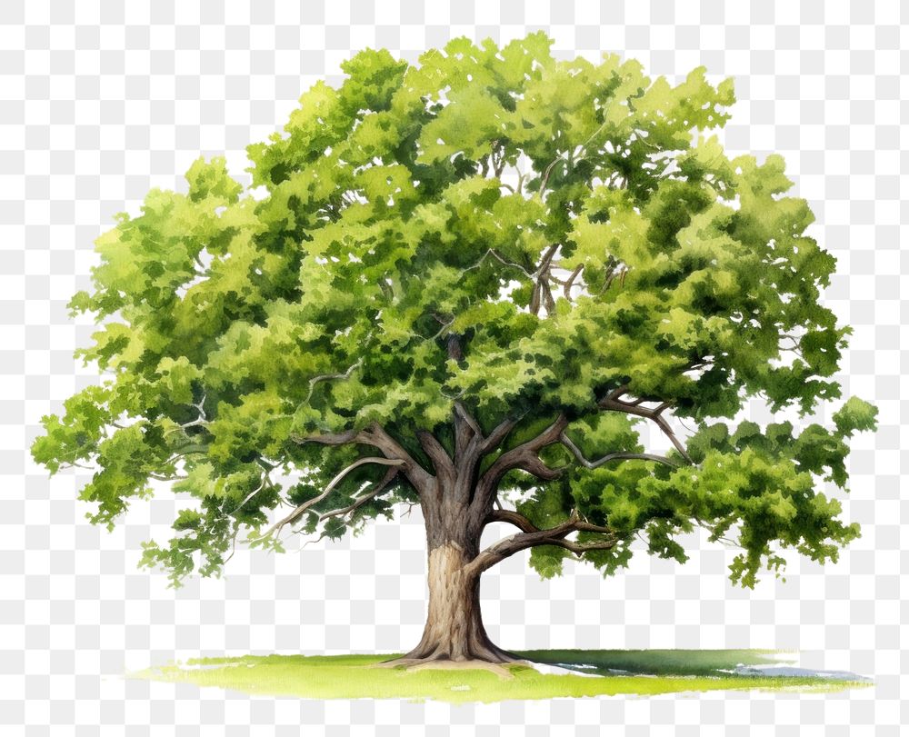 PNG Plant tree tranquility sunlight | Premium PNG - rawpixel