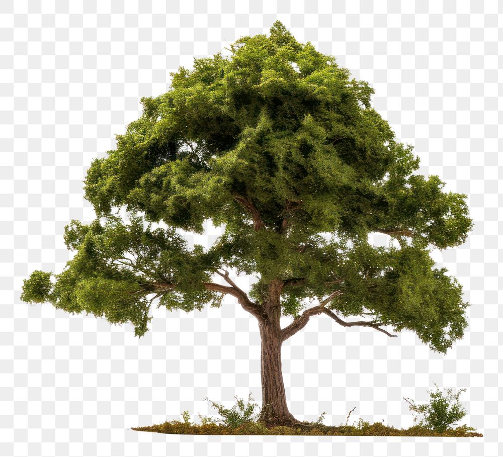 PNG Plant tree tranquility outdoors. | Premium PNG - rawpixel