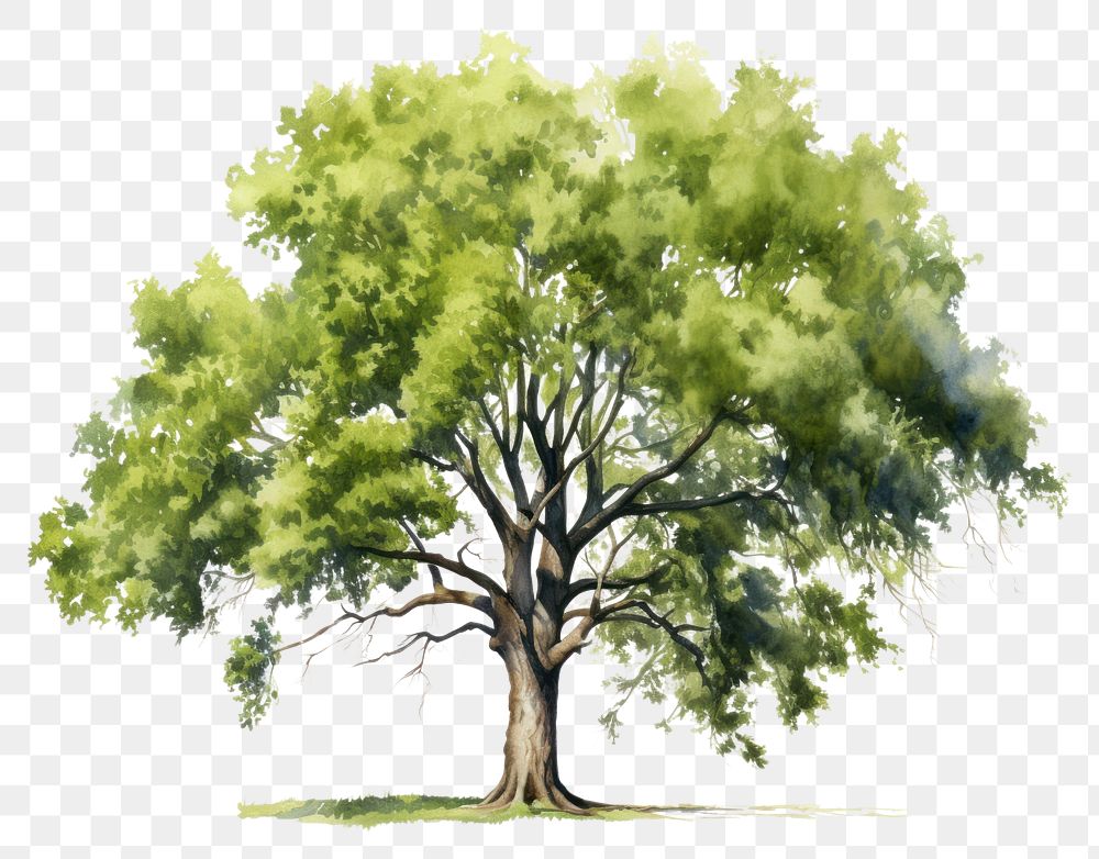 PNG Tree drawing plant tranquility. | Premium PNG - rawpixel