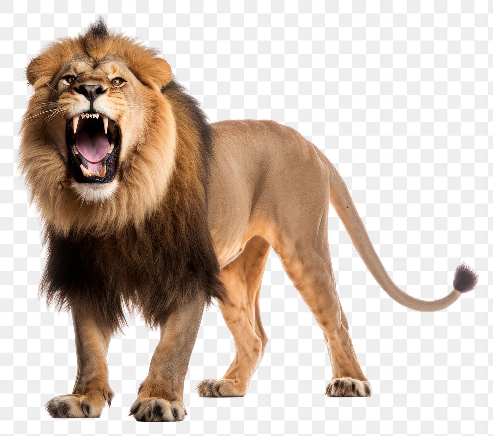 PNG Wildlife mammal animal aggression | Premium PNG - rawpixel