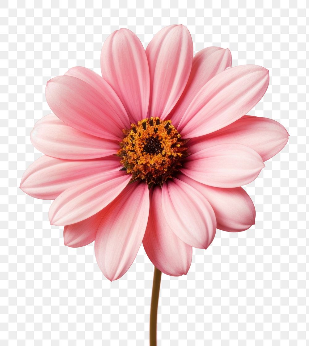 PNG Blossom flower dahlia petal. | Premium PNG - rawpixel