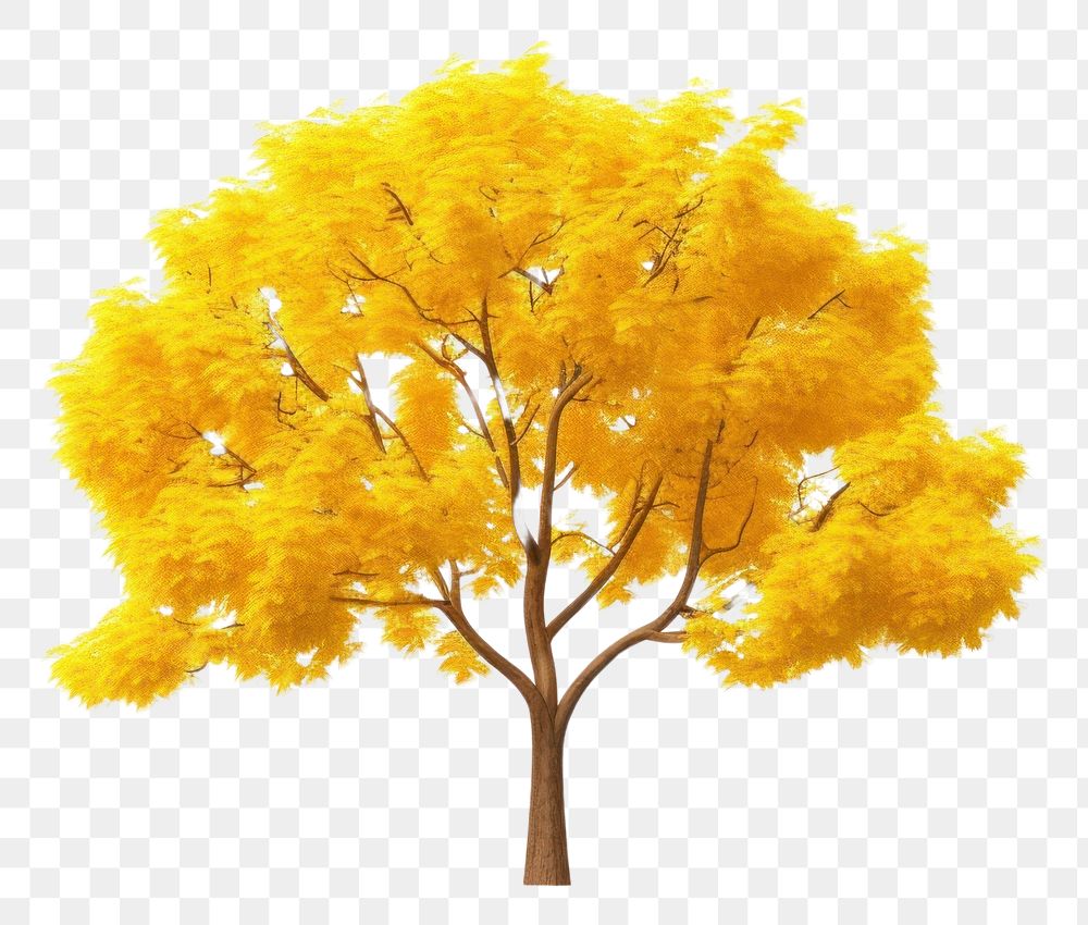 PNG Plant maple tree outdoors | Free PNG - rawpixel