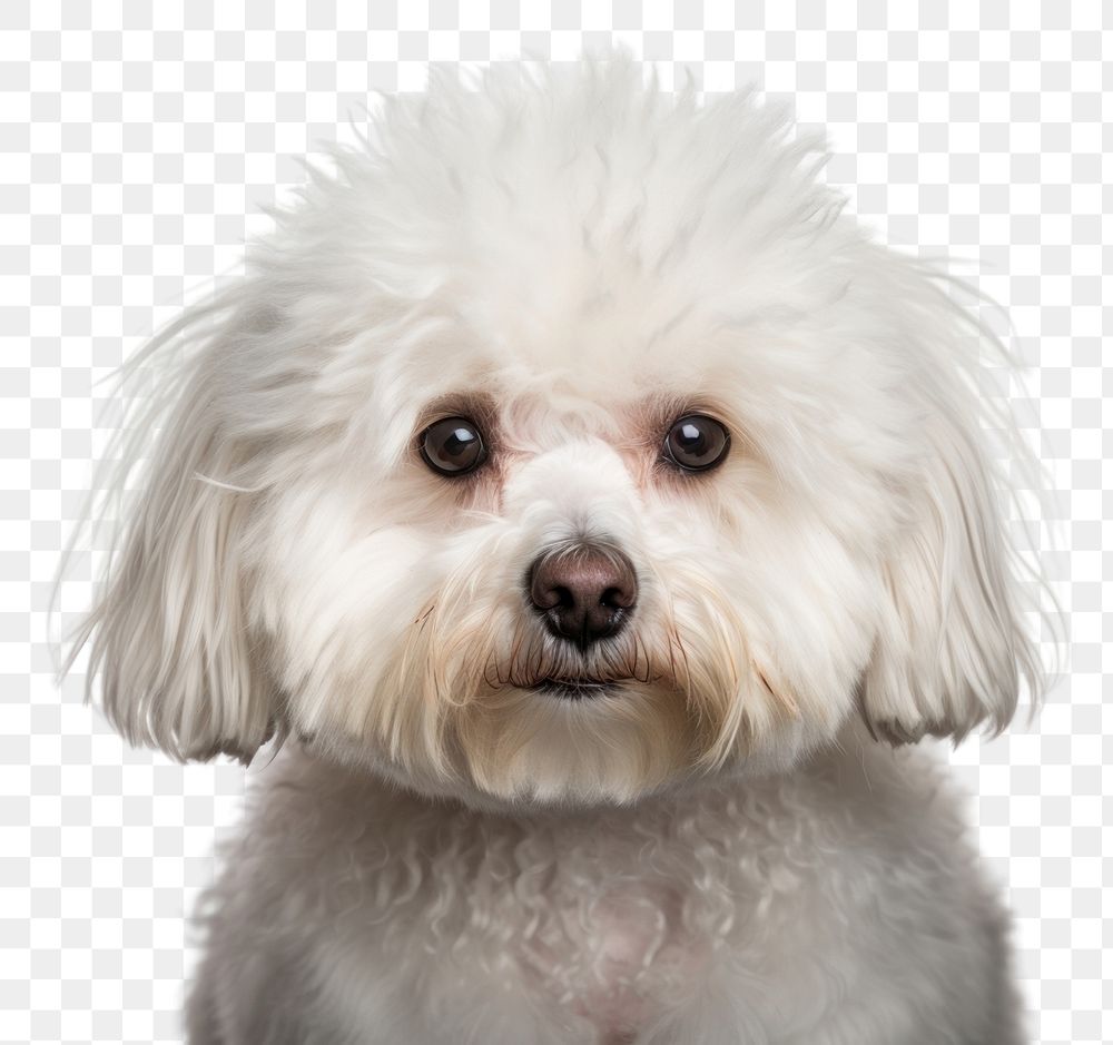 PNG Mammal animal poodle dog. | Free PNG - rawpixel