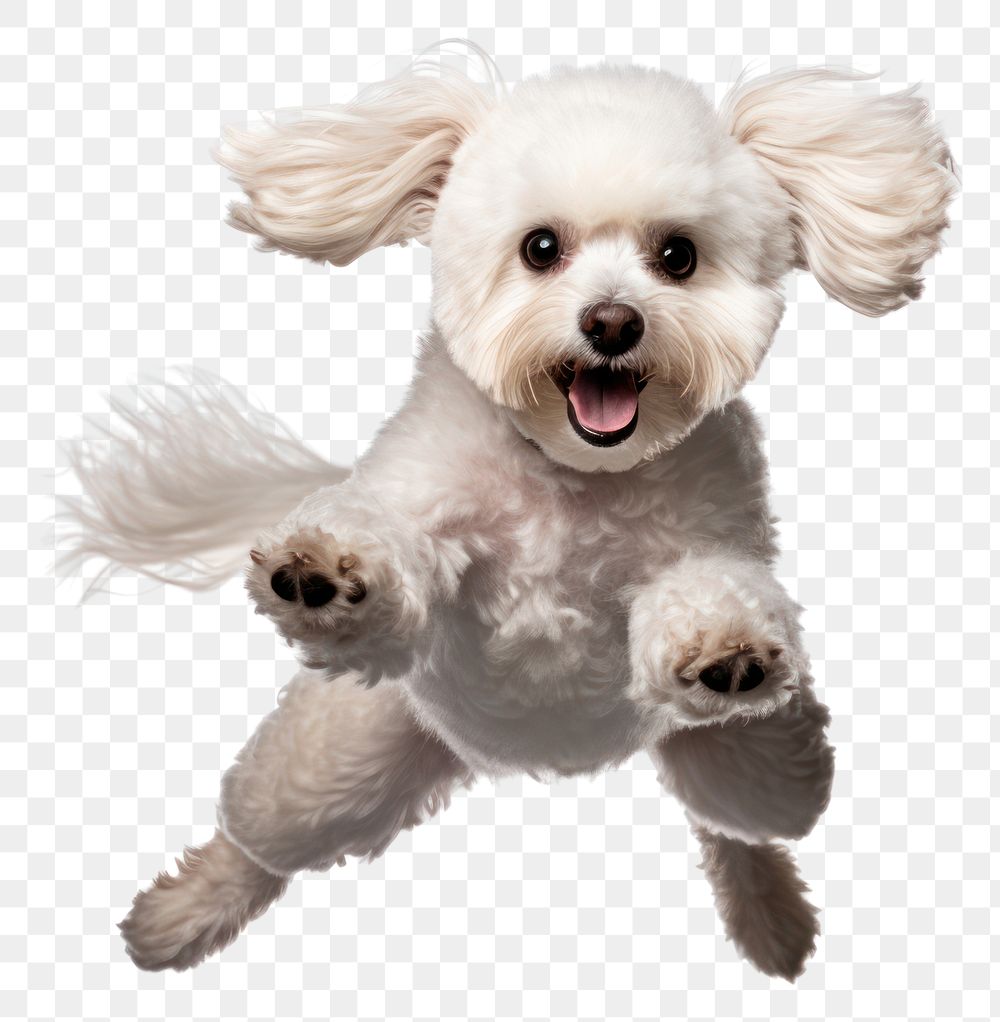 PNG Mammal animal poodle pet. | Premium PNG - rawpixel